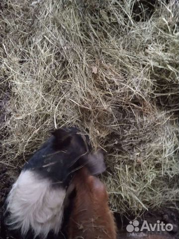 Продам боровка