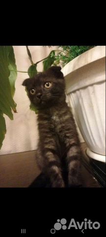 Шотландская вислоухая