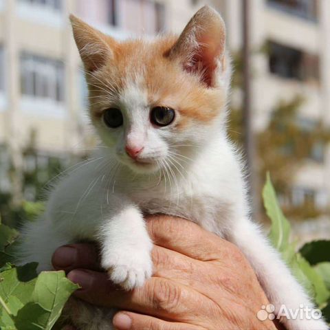 Бантик ищет дом