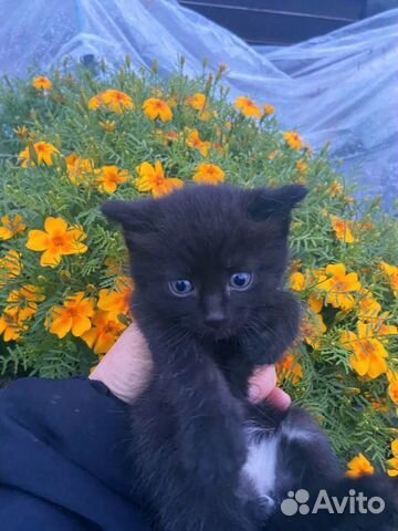 Котенок около месяца темно серый