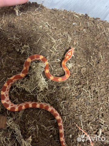 Маисовый полоз Amel