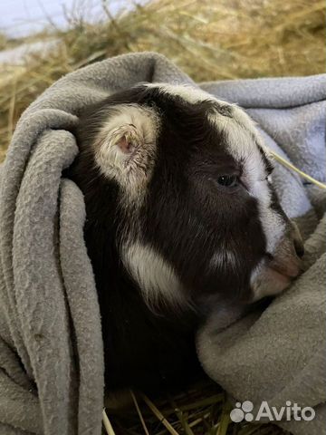 Ламонча козел