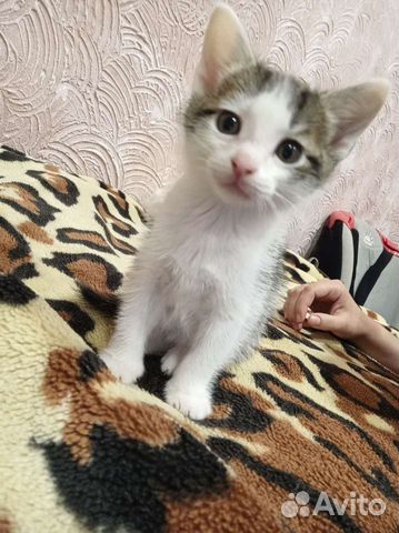 Котёнок в добрые руки