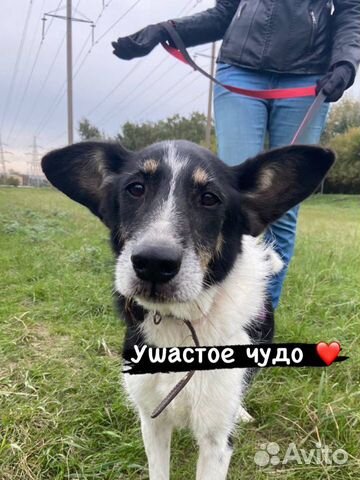 Ушастик Зигги в добрые руки