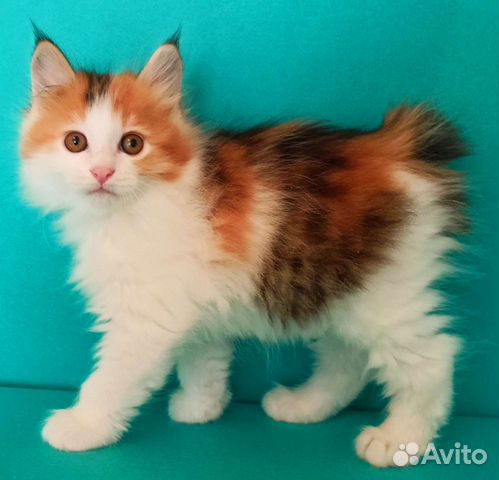 Котенок курильского бобтейла девочка