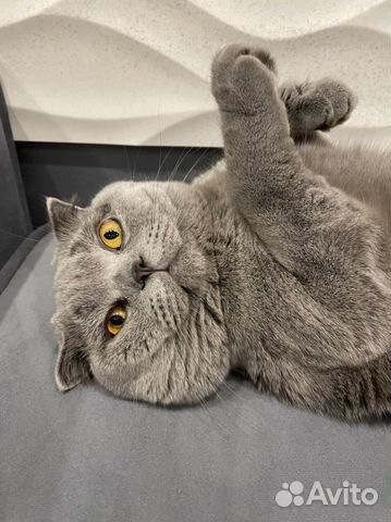 Шотландский кот вязка