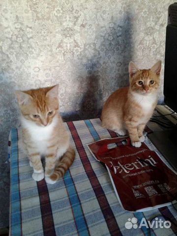 2 рыжие девочки-редкость