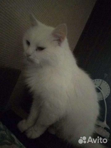 Турецкая ангора