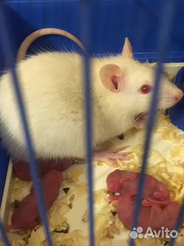 Крысята альбиносы