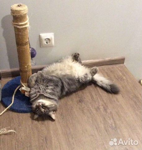 Самая плюшевая кошка в мире