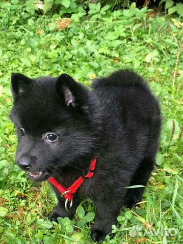 Щенки шипперке