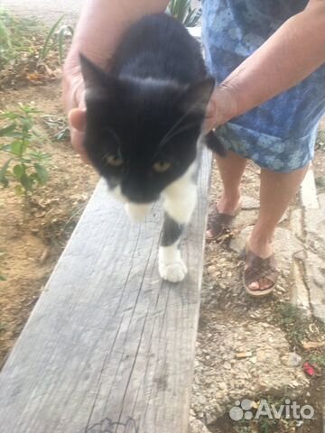 Котик в добрые руки