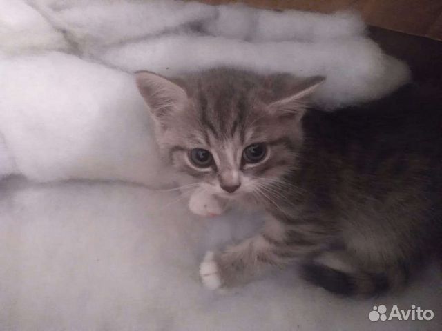 Котята в добрые руки бесплатно