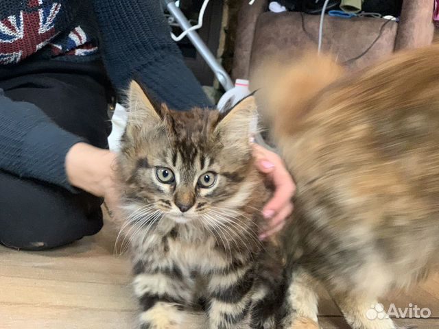 Мэйн кун котенок