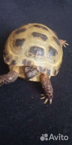 Черепаха сухопутная