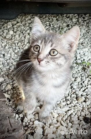 Сладкая девочка ищет дом. Котята в добрые руки