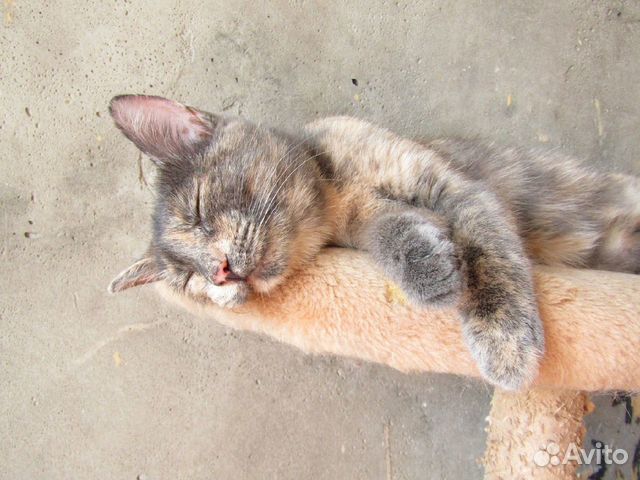 Кошечка Корица в добрые руки