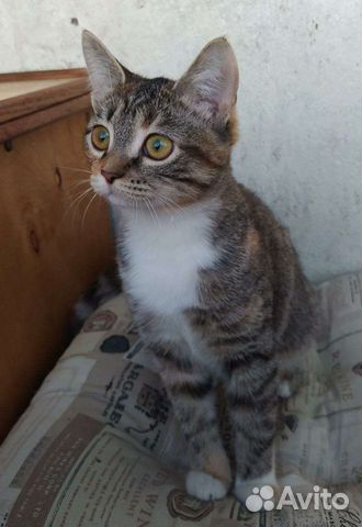 Лапочка кошка ищет семью