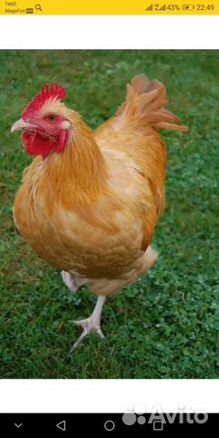 Курочки неушки молодки