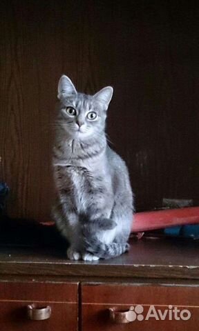 Кошка в дар