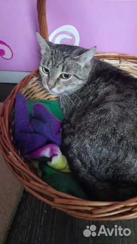 Кошка полосатая в дар