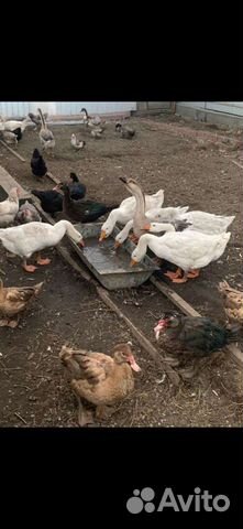 Утки,Гуси,Индюки, Курицы