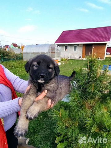 Чудо девочка ищет дом