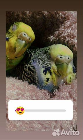 Волнистый попугай с клеткой бесплатно