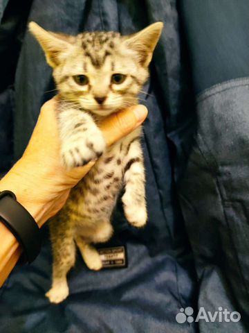 Кошечка Лея ищет дом