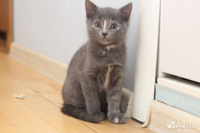 Плюшевый котенок Габриэль ищет дом, 2 мес