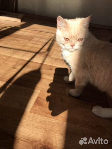 Британский кот