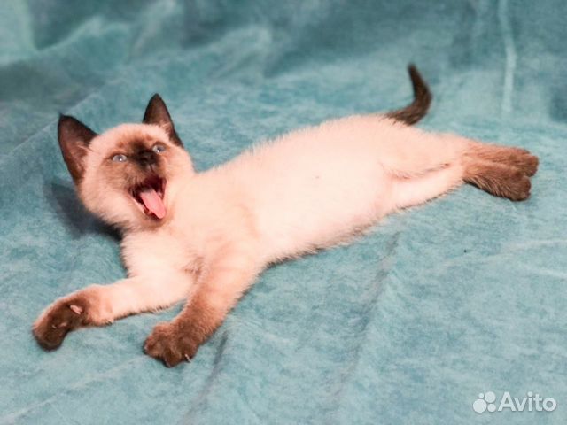 Котенок Симба мальчик 2 мес