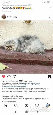 Найдена персидская кошка