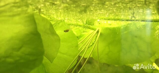 Молодняк Гуппи