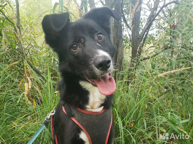 Добрая собака с печальной судьбой