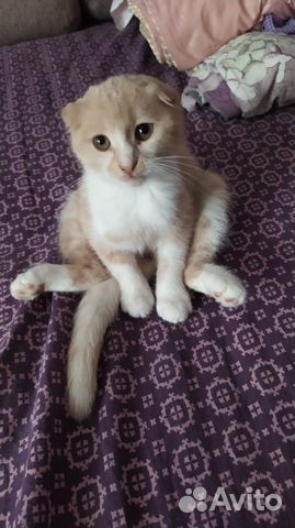 Озорные вислоухие котята
