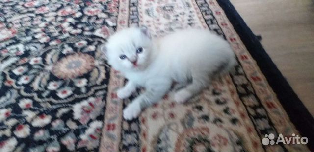 Кошка самская