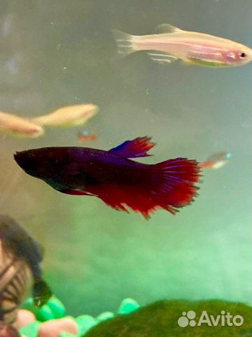 Самка петушка рыбка