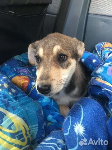 Собака в добрые руки щенок