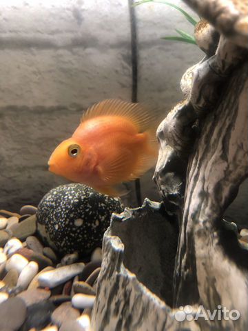 Рыба попугай