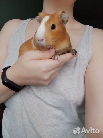 Ищем жениха морской свинке