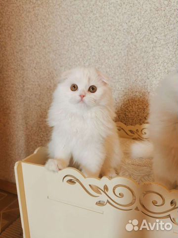 Шотландская девочка белая Вислоушка