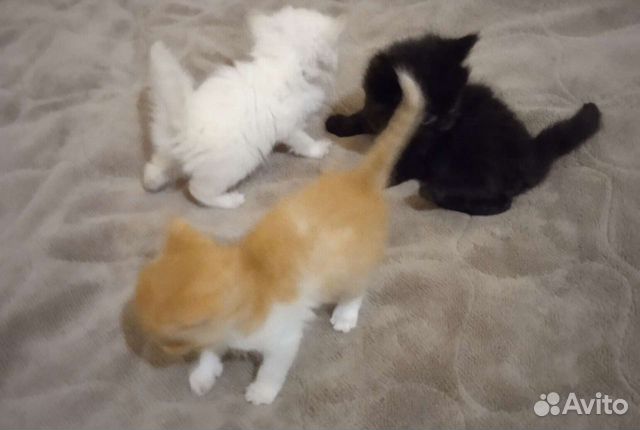 Котята
