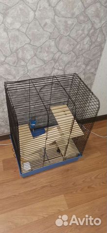 Две крысы(самки) с клеткой