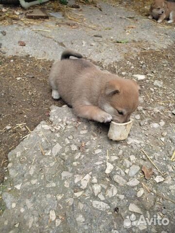 Собаки щенки