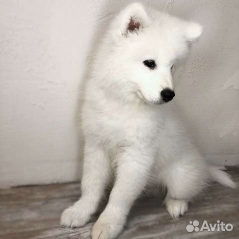 Самоедская лайка