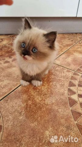 Котята помесь
