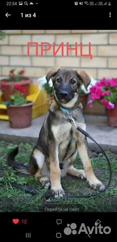 Привитые щенки подростки в добрые руки