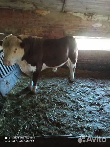 Бычок на племя