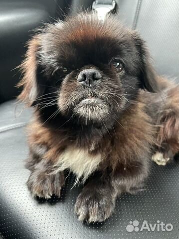 Найден Пекинес район 2 пос/вятская/ щербакова/ пан